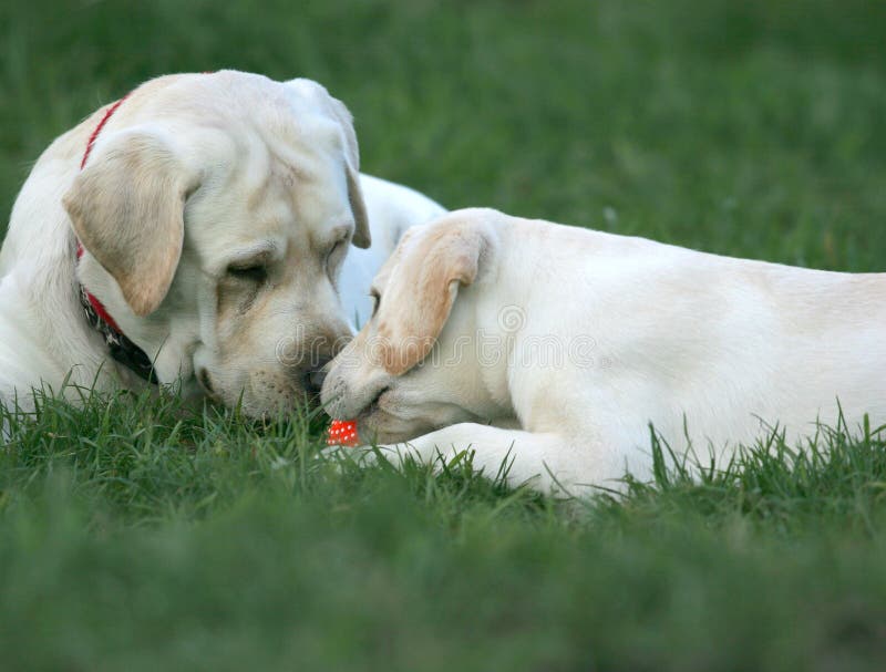 Two Labradors Playing with a Ball Stock Image - Image of forest ...