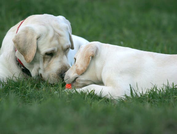 Two Labradors Playing with a Ball Stock Image - Image of forest ...