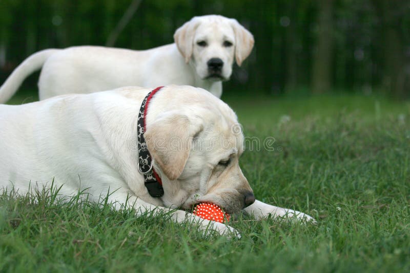 Two Labradors Playing with a Ball Stock Photo - Image of child, puppy ...
