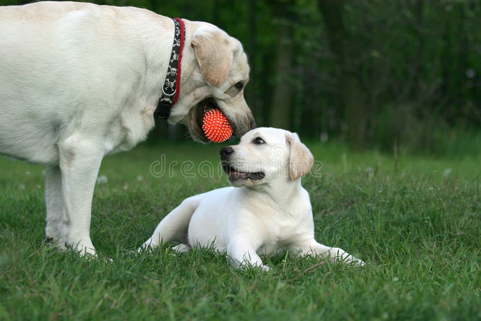 Two Labradors Playing with an Orange Ball Stock Photo - Image of pale ...