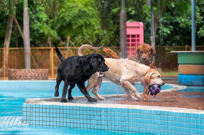 Two Labradors Playing in the Pool Stock Photo - Image of blue, outdoor ...