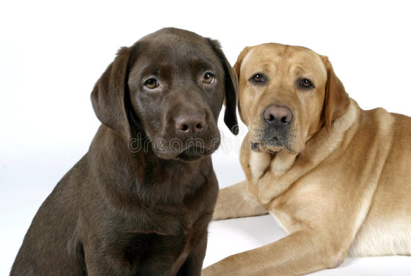 Two labradors retriever stock image. Image of domestic - 7640645