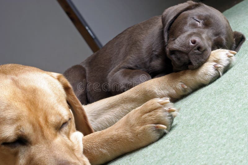 Two labradors retriever stock image. Image of canine, retriever - 7640619