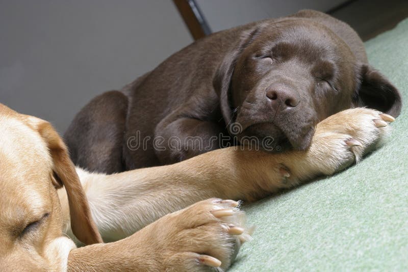 Two labradors retriever stock image. Image of domestic - 7640645