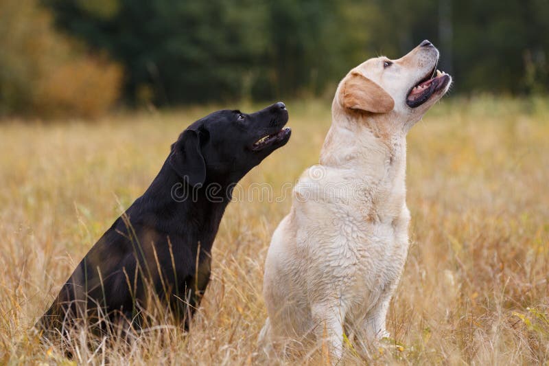 Two Labradors sitting stock photo. Image of meadow, animal - 79763564