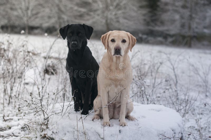 Two labradors in the snow stock image. Image of young - 49749669