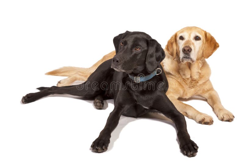 Two Labs stock image. Image of laying, color, yellow - 28848335
