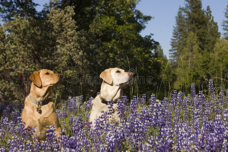 Two labs in the flowers stock photo. Image of attentive - 14553432