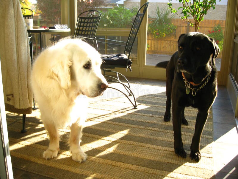 Two Labs - One White One Black Stock Image - Image of interiors ...