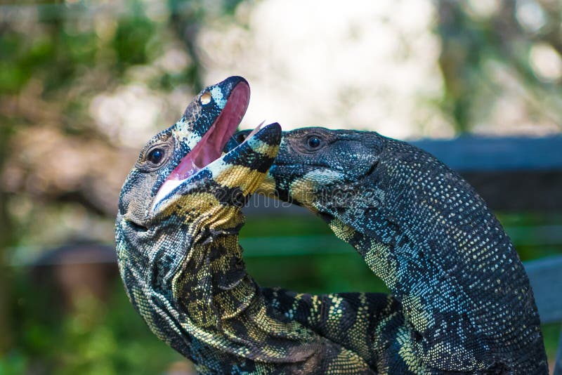 Two Lace Goannas Australian Monitor Lizards Fighting Ferociously Stock