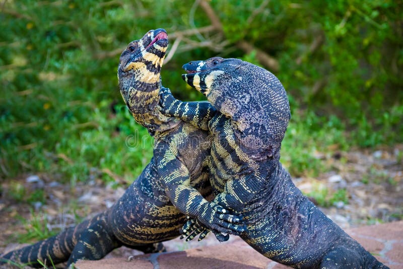 Two Lace Goannas Australian Monitor Lizards Fighting Ferociously Stock