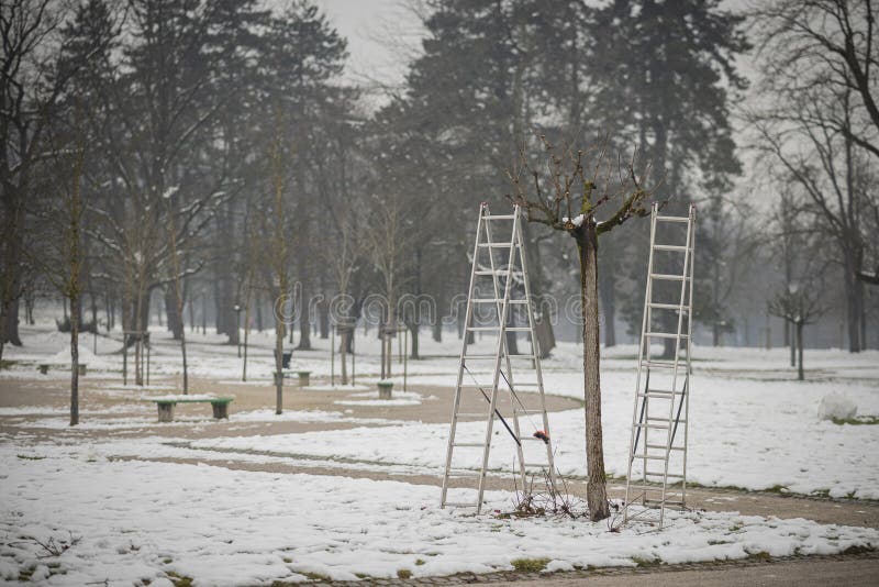 Two Ladders and a Tree in a Park about To Be Pruned. Pruning Branches ...
