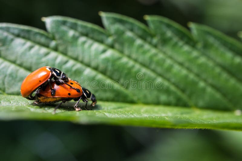 Two Lady Bugs Mating on a Cannabis Leaf Stock Photo - Image of farm ...