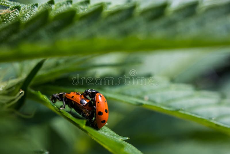 Two Lady Bugs Mating on a Cannabis Leaf Stock Image - Image of garden ...