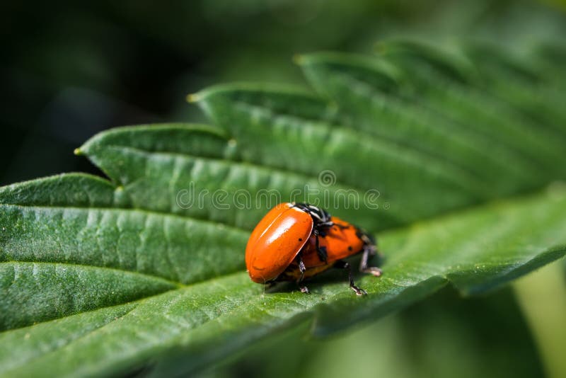 Two Lady Bugs Mating on a Cannabis Leaf Stock Photo - Image of growing ...