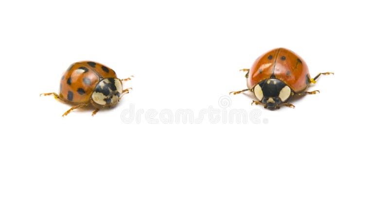 Set of lady bug shots stock image. Image of shiny, beetle - 21356141