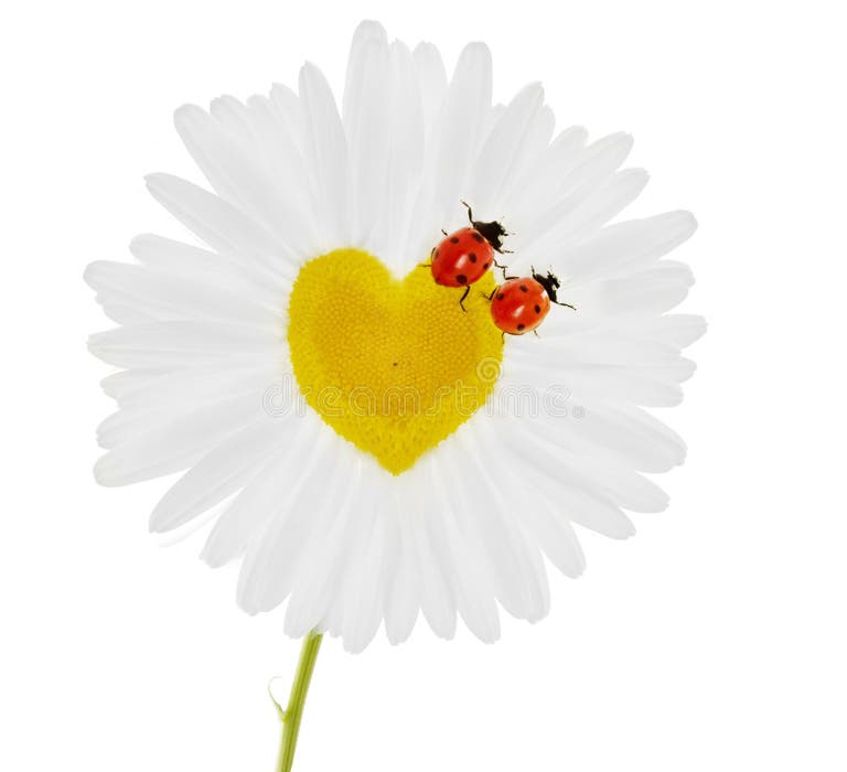 Two Ladybirds on Chamomile in the Form of Heart Stock Image - Image of ...