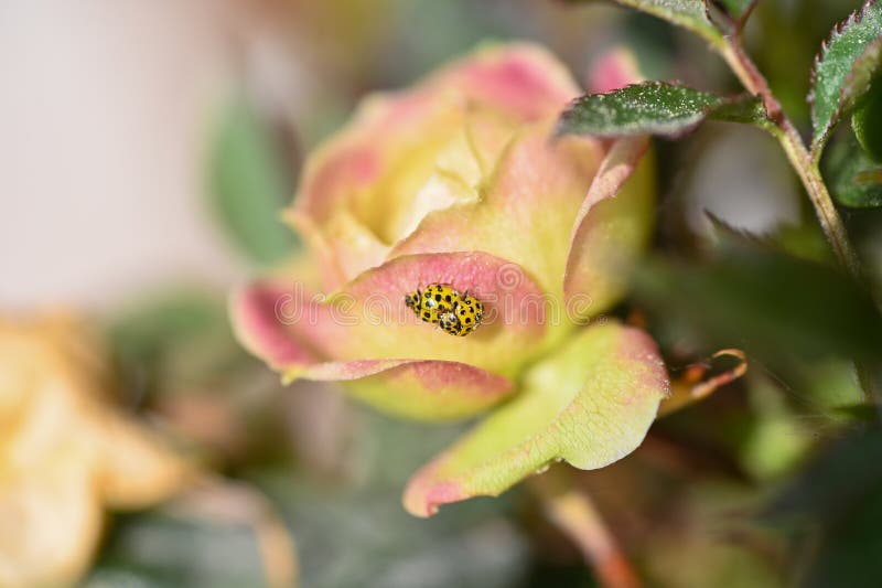 Two Yellow Ladybugs Mating on a Rose Stock Photo - Image of points ...