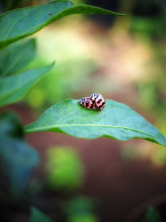 Two Ladybug on a Green Leaf Stock Image - Image of insects, ladybug: 339268357