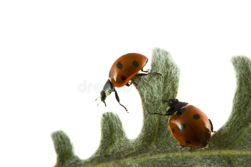 Two ladybugs stock image. Image of black, point, dark - 13371185