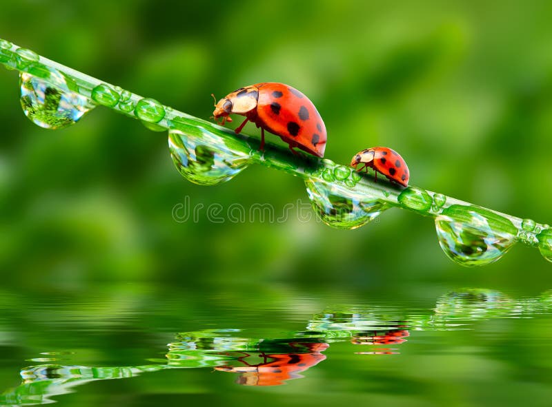 Two ladybugs. stock photo. Image of little, leaf, insect - 17851506