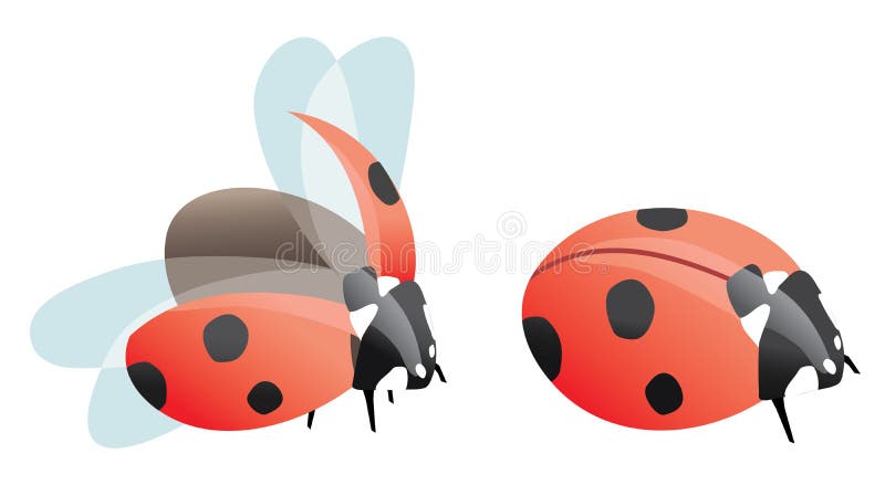 Ladybug stock vector. Illustration of spot, wildlife, summer - 8290375