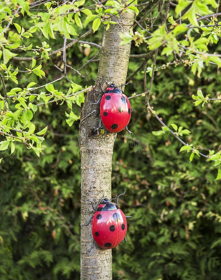 Two ladybugs stock photo. Image of tree, ladybug, pretty - 41937554