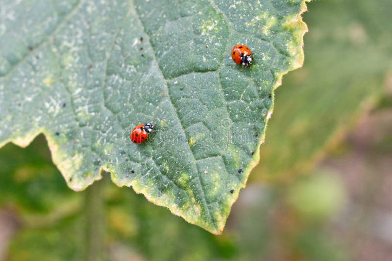 Two ladybugs on a leaf stock image. Image of closeup - 71400763