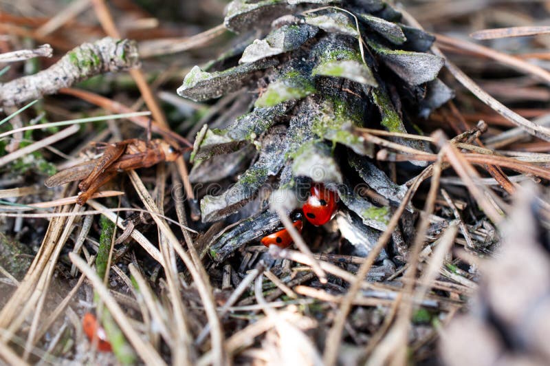 Two Ladybugs Living in a Pinecone, Close-up Stock Image - Image of bugs ...