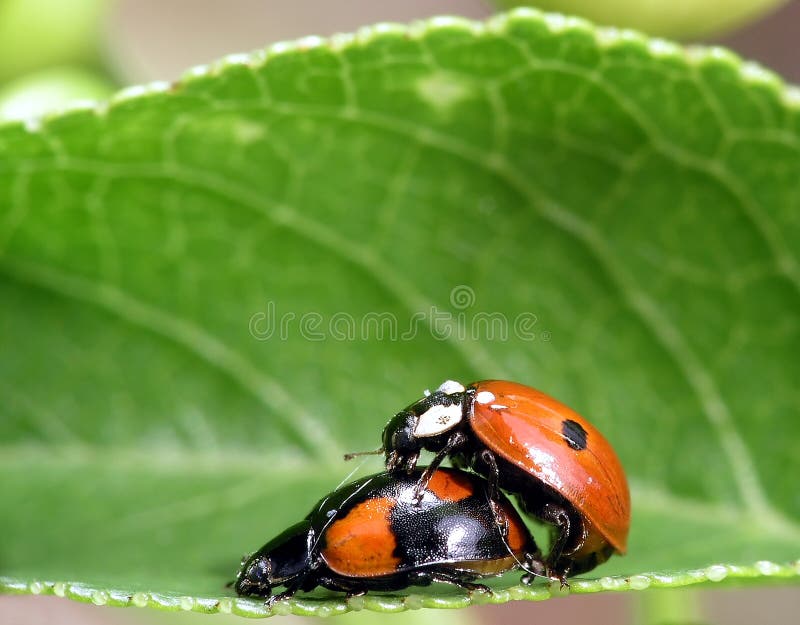 Two Ladybugs stock image. Image of cute, ladybug, lady - 83976571
