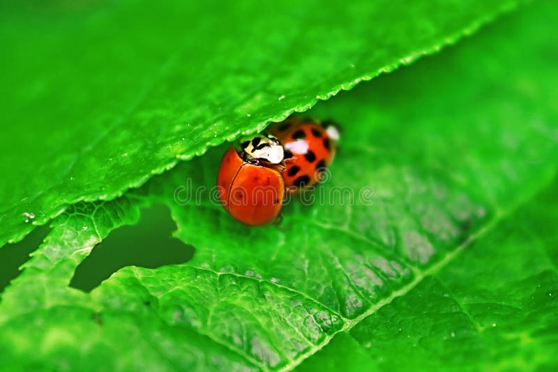 Two Ladybugs are Mating on Green Leaf Stock Image - Image of match ...