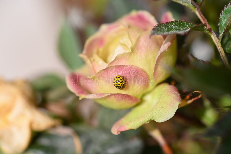 Two Ladybugs Mating on a Rose Stock Photo - Image of beetles, outside ...