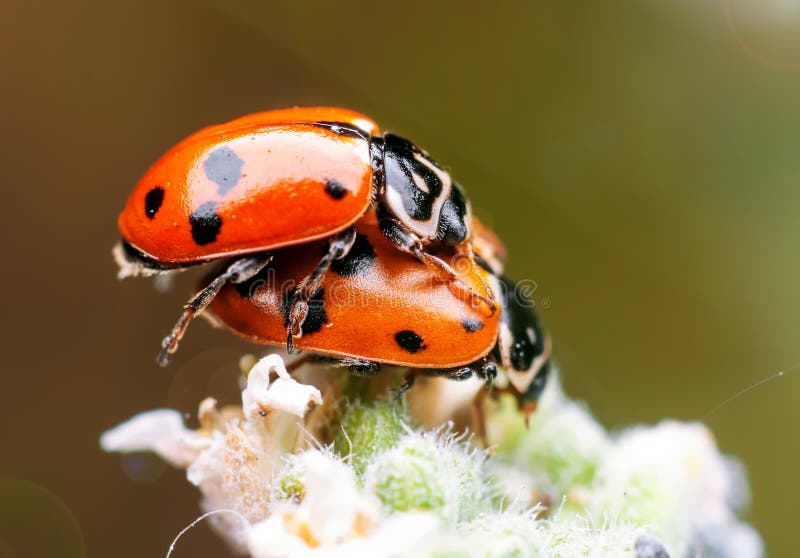 Ladybug stock image. Image of natural, magnification - 24892445