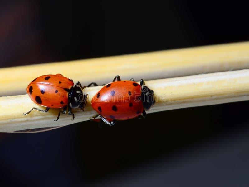 Two ladybugs stock photo. Image of sticks, spotted, macro - 41522138