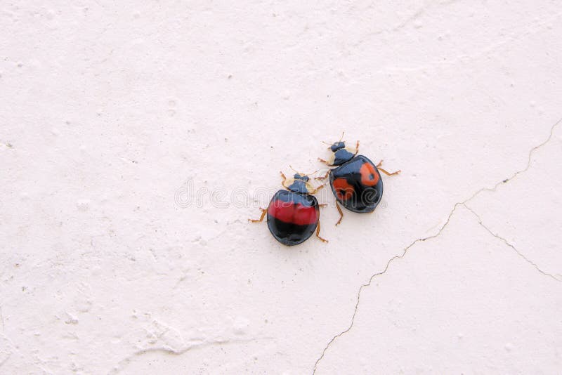 Two ladybugs stock image. Image of beetle, ladybug, lady - 280595681