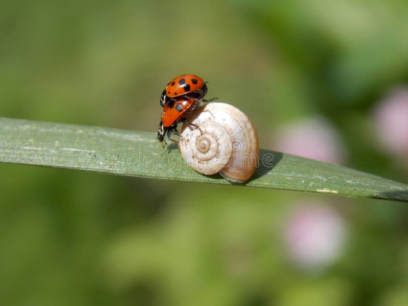 Two ladybugs stock photo. Image of leaf, ladybug, insect - 100136478