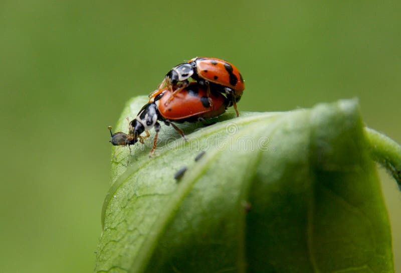 Two ladybugs stock photo. Image of ladybug, leaf, insect - 100136668