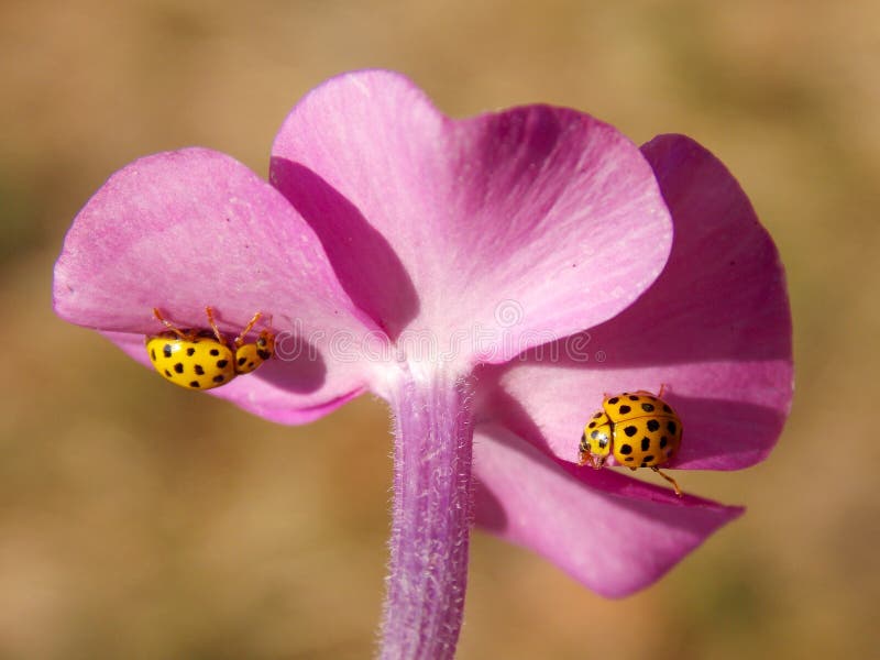 Two ladybugs stock photo. Image of small, macro, color - 99823308