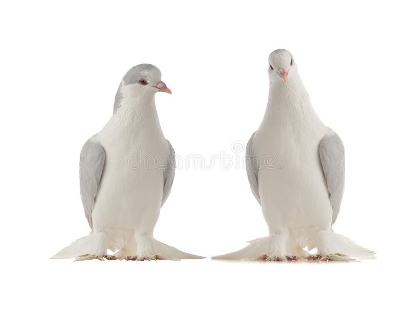 354 Two White Pigeons Isolated White Background Stock Photos - Free ...