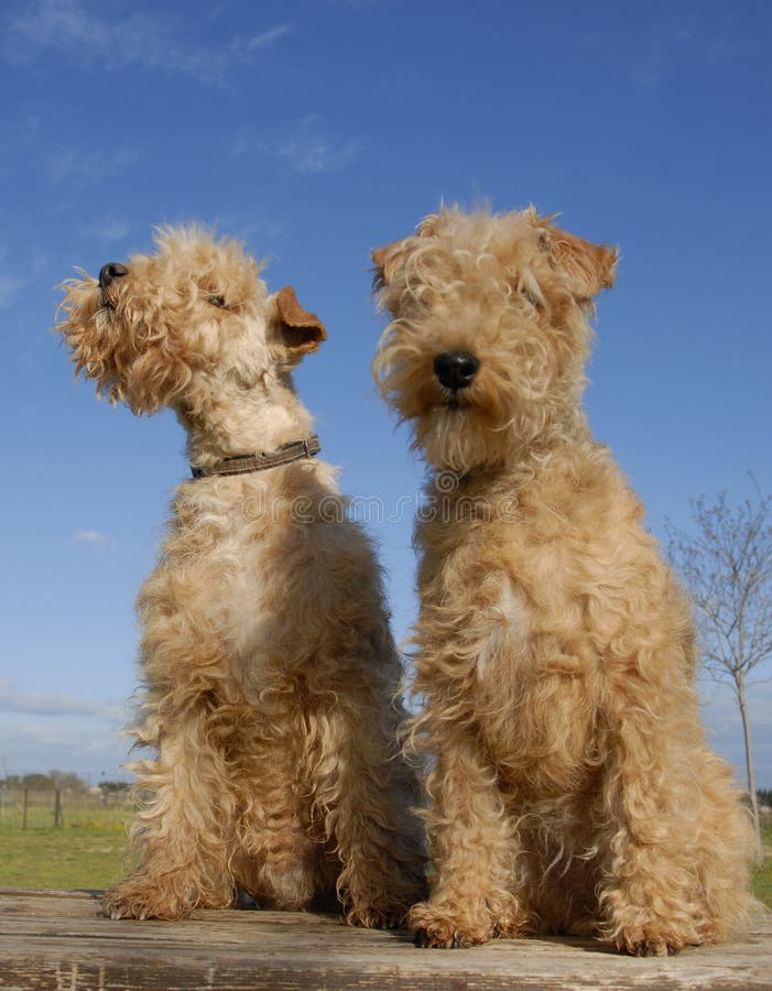 Two lakeland terriers stock image. Image of purebred, lakeland - 4678975