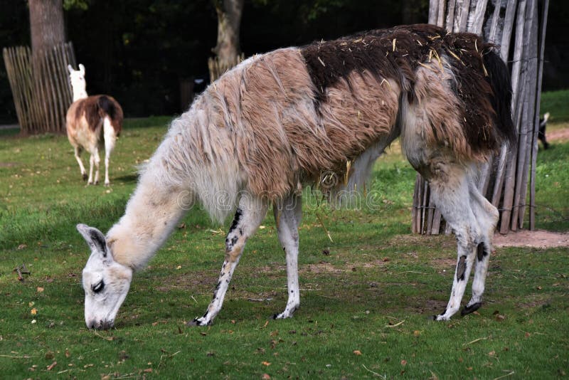 Two lamas in a park stock photo. Image of lawn, grazing - 162231950