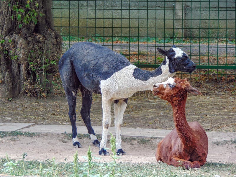 Two Lamas at Zoo Oradea, Romania Stock Photo - Image of bokeh, lamas ...