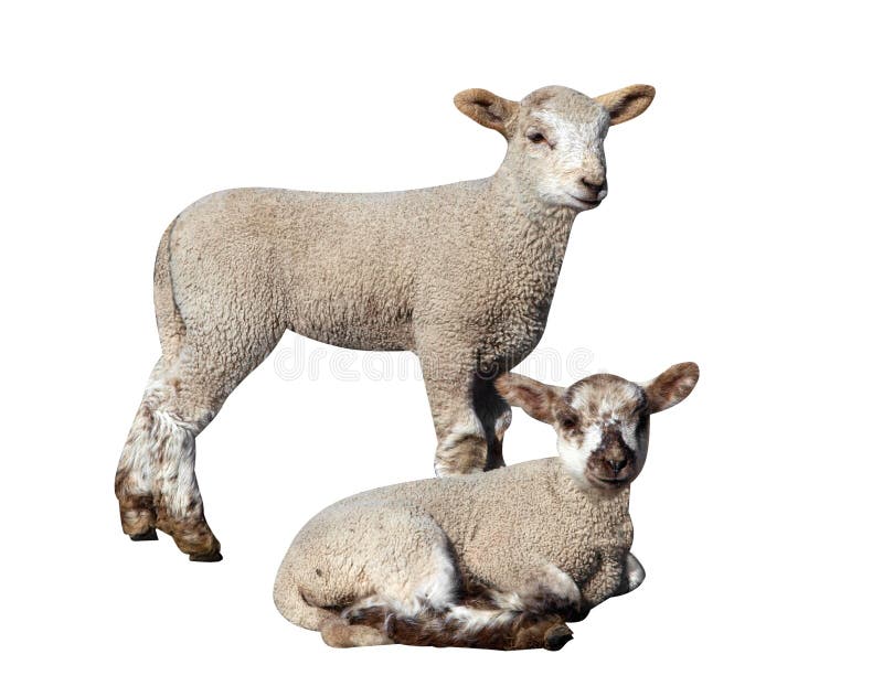 A Ewe with her two lambs stock image. Image of studio - 9087813