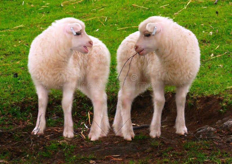 Two lambs stock photo. Image of wool, lamb, cute, couple - 14645556