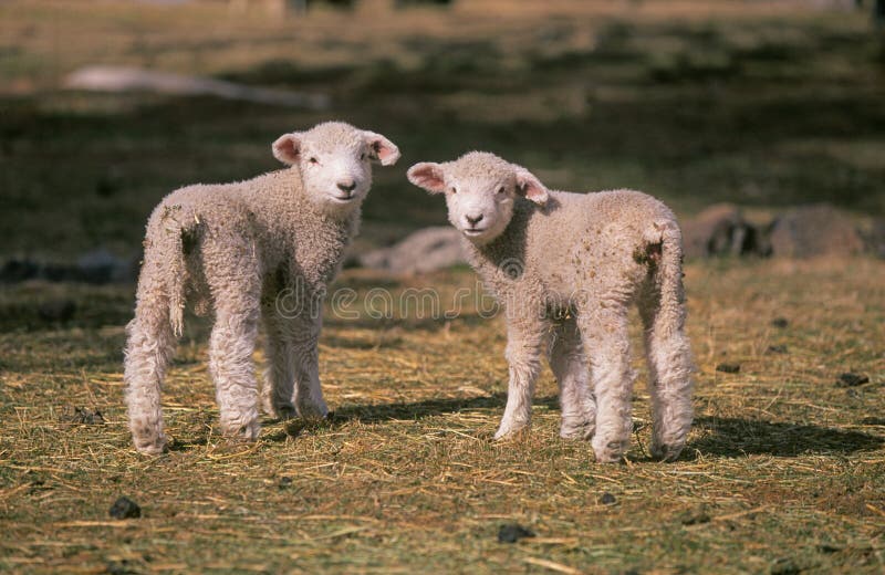 Two lambs stock photo. Image of farm, fluffy, adorable - 17991580