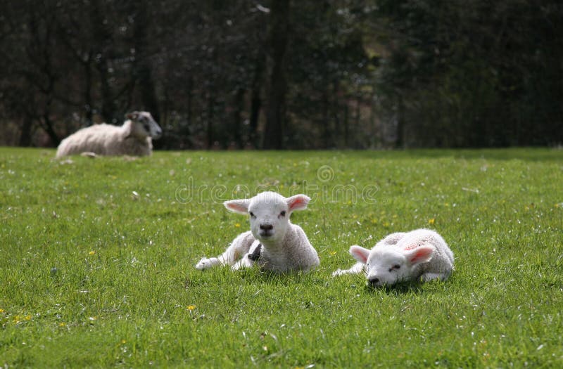 Two Lambs stock photo. Image of animal, green, rural, wool - 2248342