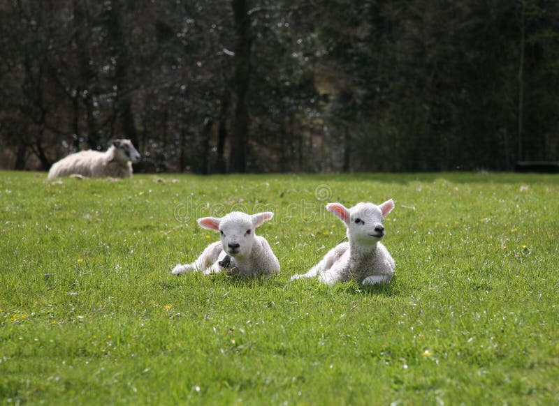Two Lambs stock image. Image of biblical, whit, mammal - 2248349