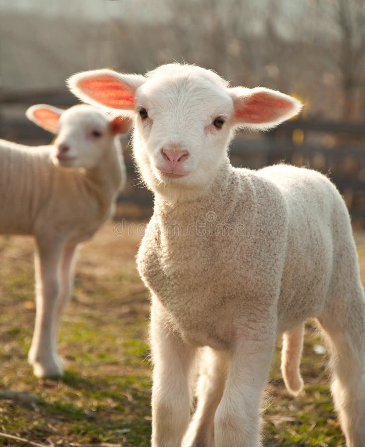 Cute lamb stock image. Image of face, australia, life - 1287671