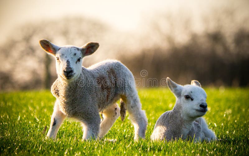 Two Lambs stock photo. Image of season, north, lambs - 28570298