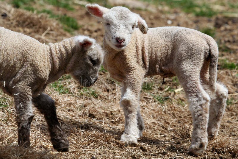 Two lambs stock photo. Image of mammals, wildlife, stood - 4850946